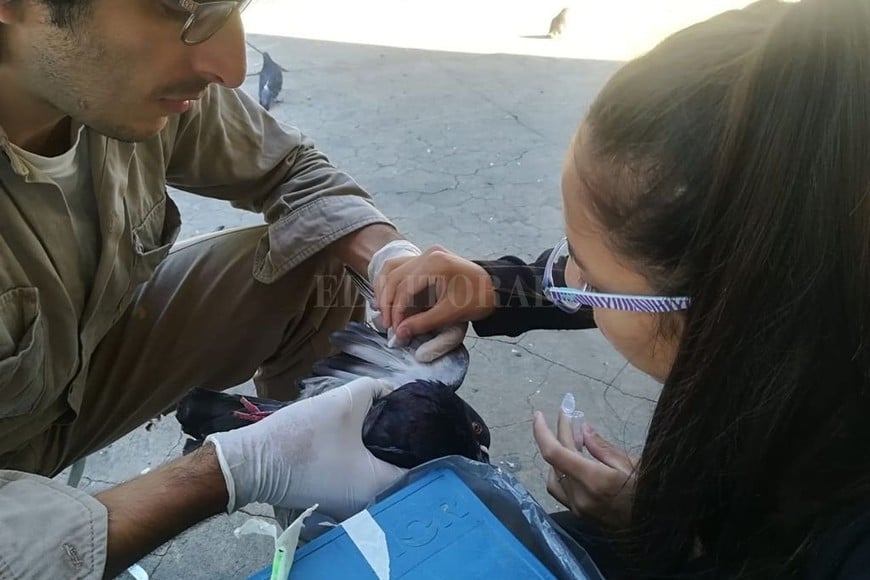 Piojos, parásitos y casos de viruela aviar en las palomas de plaza ...