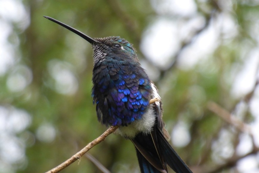 Oda a la libertad de los picaflores: por qué Santa Fe es una de sus ...