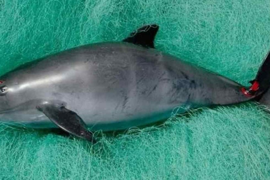 Qué es una vaquita marina y porqué está en peligro de extinción - El ...