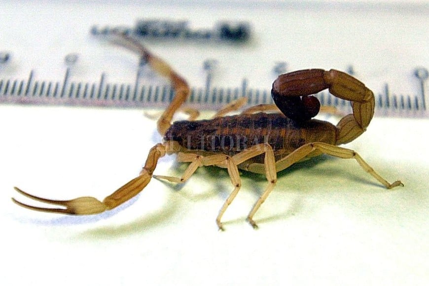 ¿Cuál es la diferencia entre alacrán y escorpión? - El Litoral