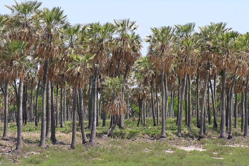 Día Internacional de los Bosques - El Litoral