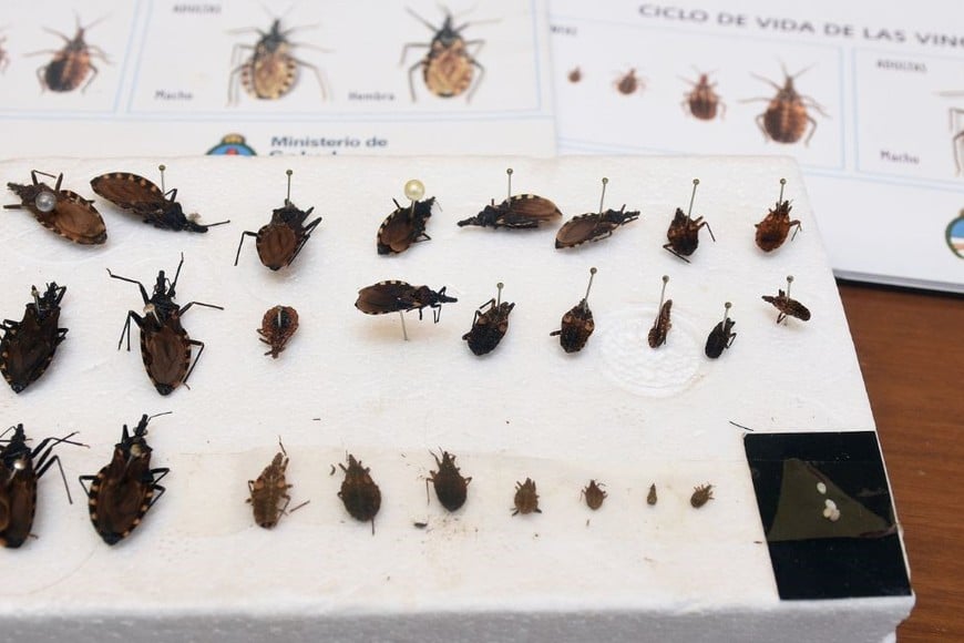 Control de vinchucas y test a embarazadas: las dos claves para ...