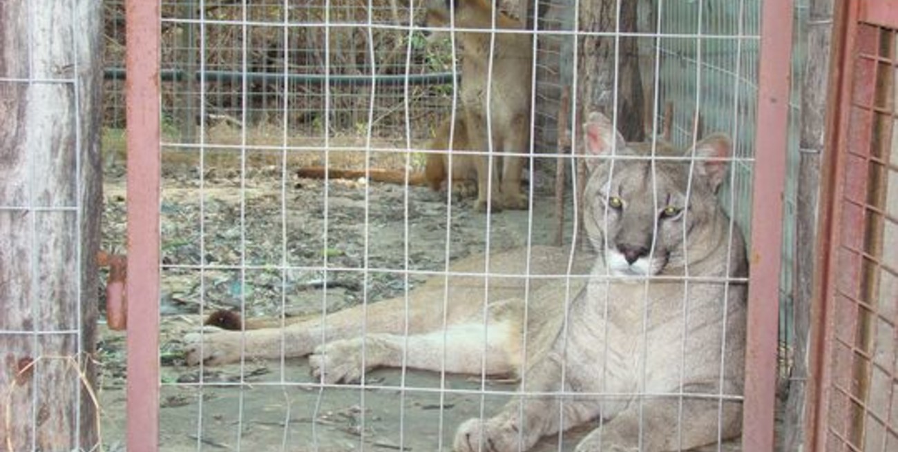 Imágenes inéditas de los pumas en el coto de caza