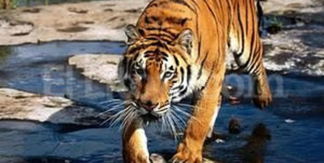 Una tigresa y sus crías devoraron a un agricultor en la India