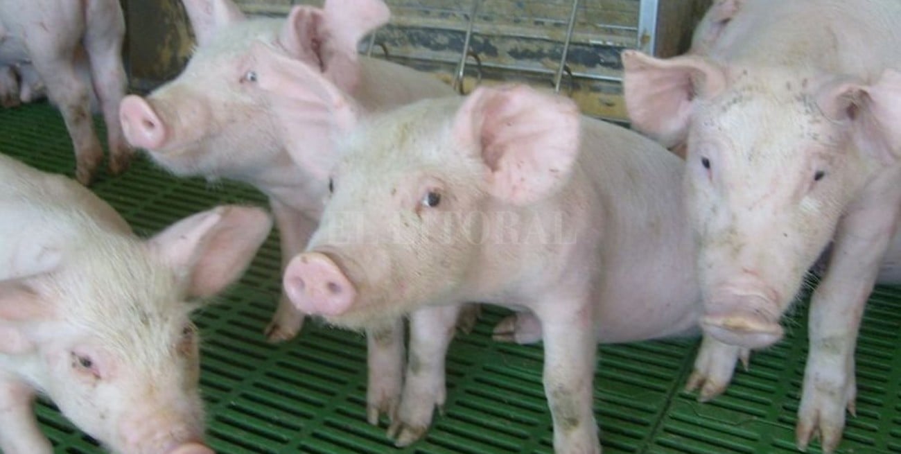 Cerdos: los grandes ausentes en la Expo Rural de Palermo