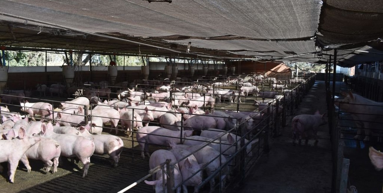 Una granja de porcinos quiere transformar desechos en energía