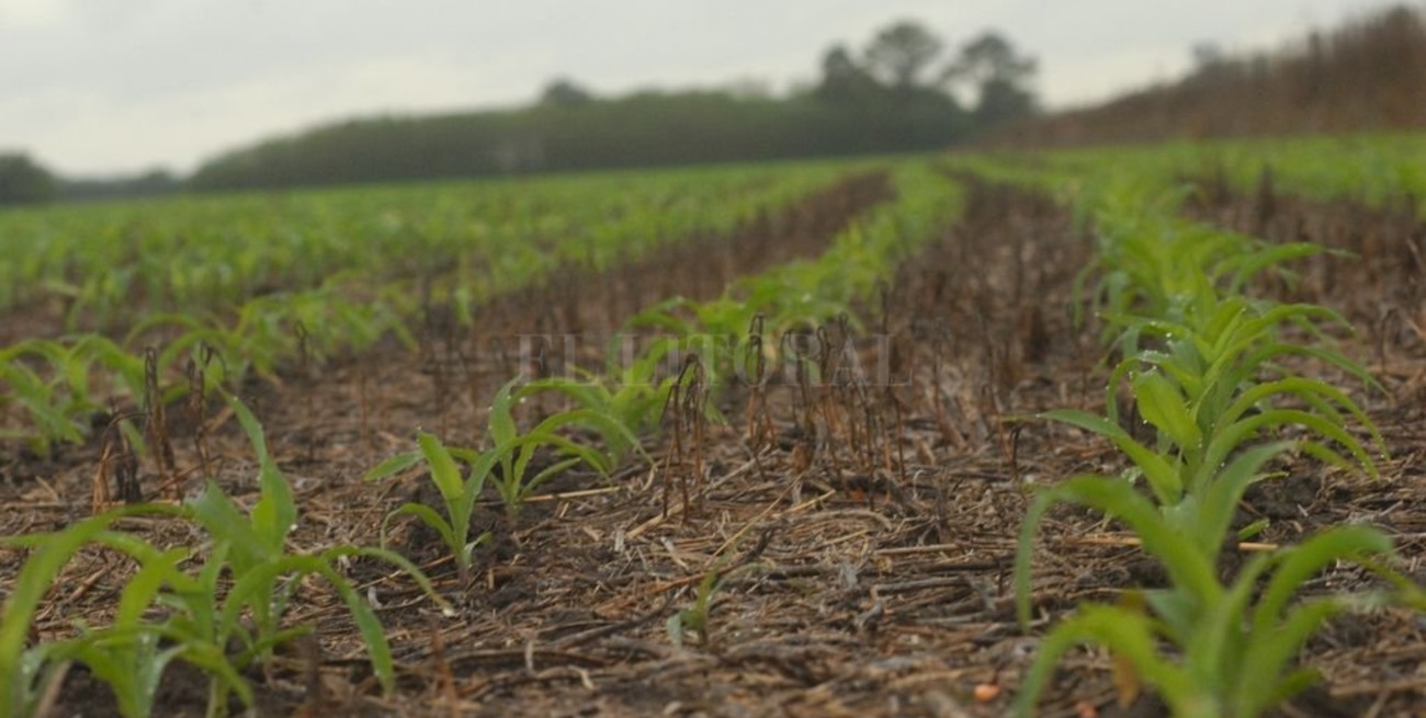 Trigo: cómo planificar una estrategia de siembra eficiente