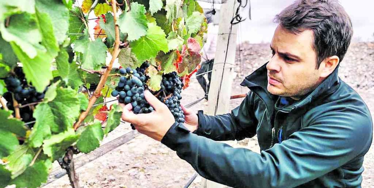 Ariel Angelini, el alquimista de las uvas