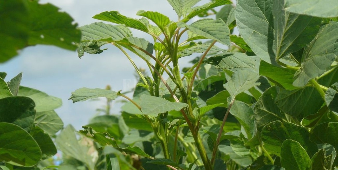 Diseñan una herramienta web para anticipar la aparición de yuyo colorado