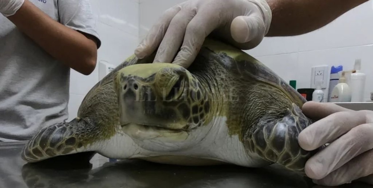 Impactante: mirá la cantidad de plástico que defecó una tortuga