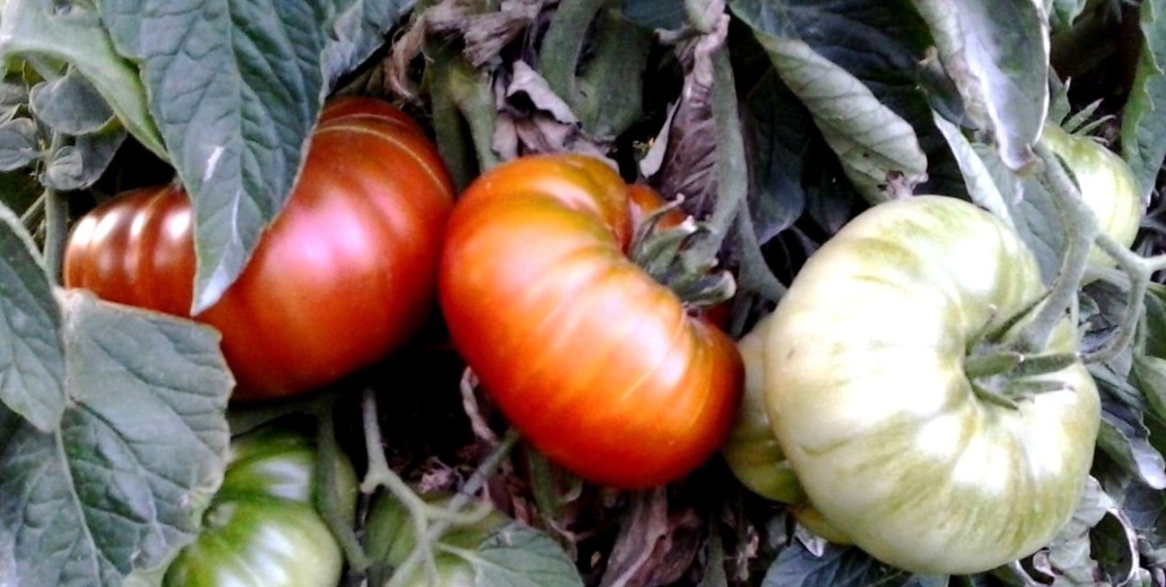 Cuestión de sabor: científicos argentinos "al rescate del tomate criollo"