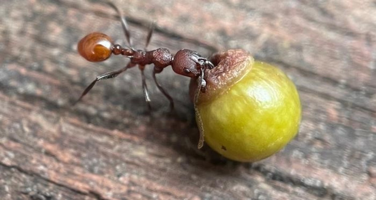 Tiene 8 años y realizó una importante observación sobre la relación ...