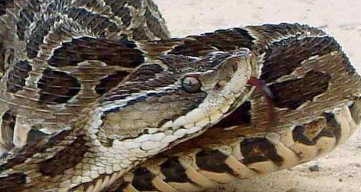 Investigadores argentinos prueban la eficacia del laurel amarillo ...