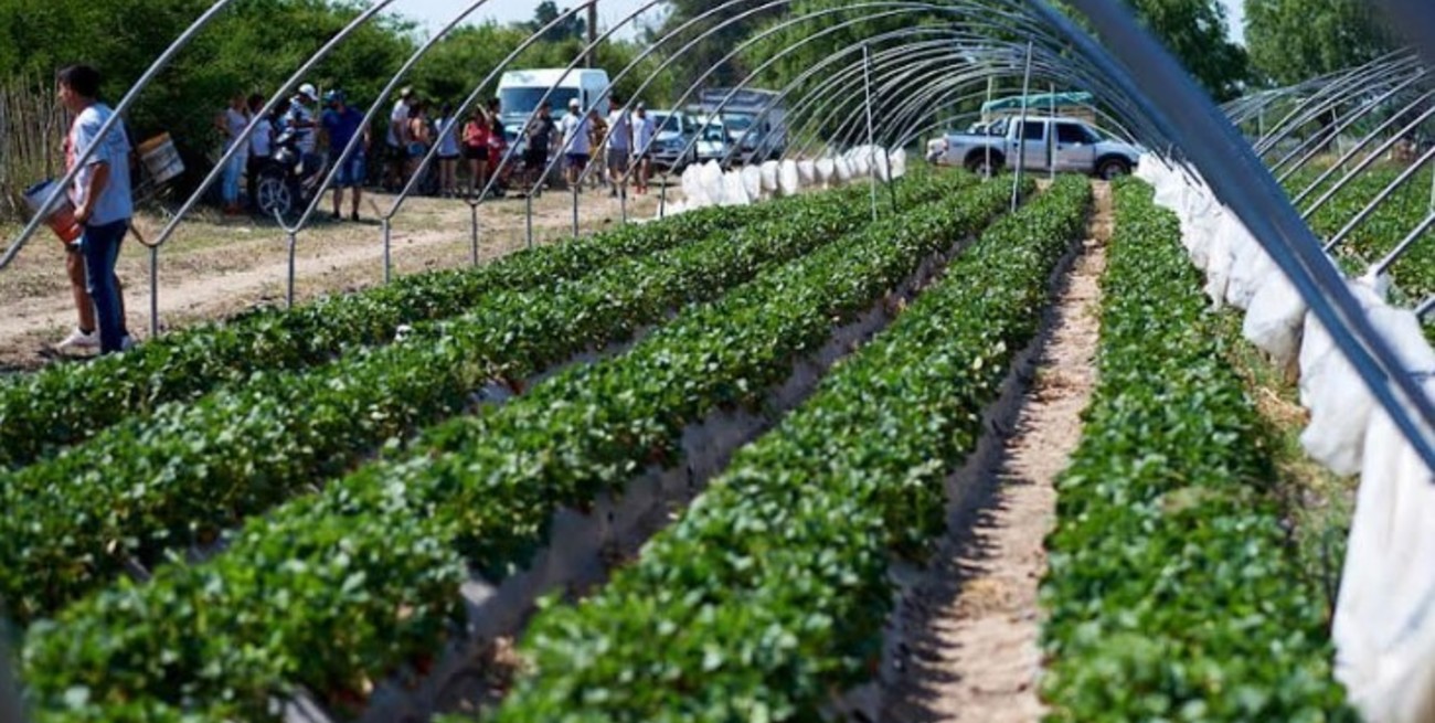 Un ambicioso proyecto busca que los plantines de frutillas "se críen ...