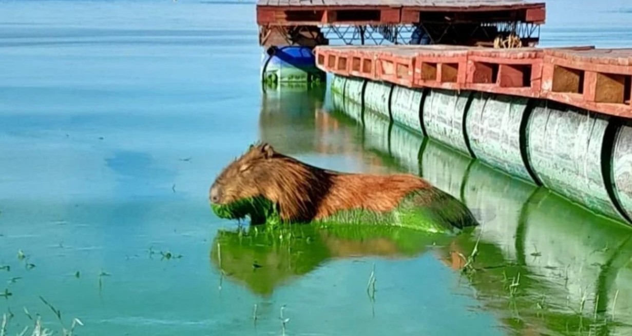 Lago contaminado en Entre Ríos: con una demora de 14 días, confirmaron ...